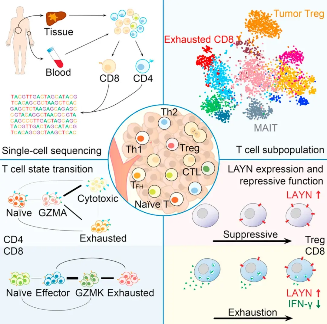 T 细胞大观：T 细胞亚群！ - 知乎
