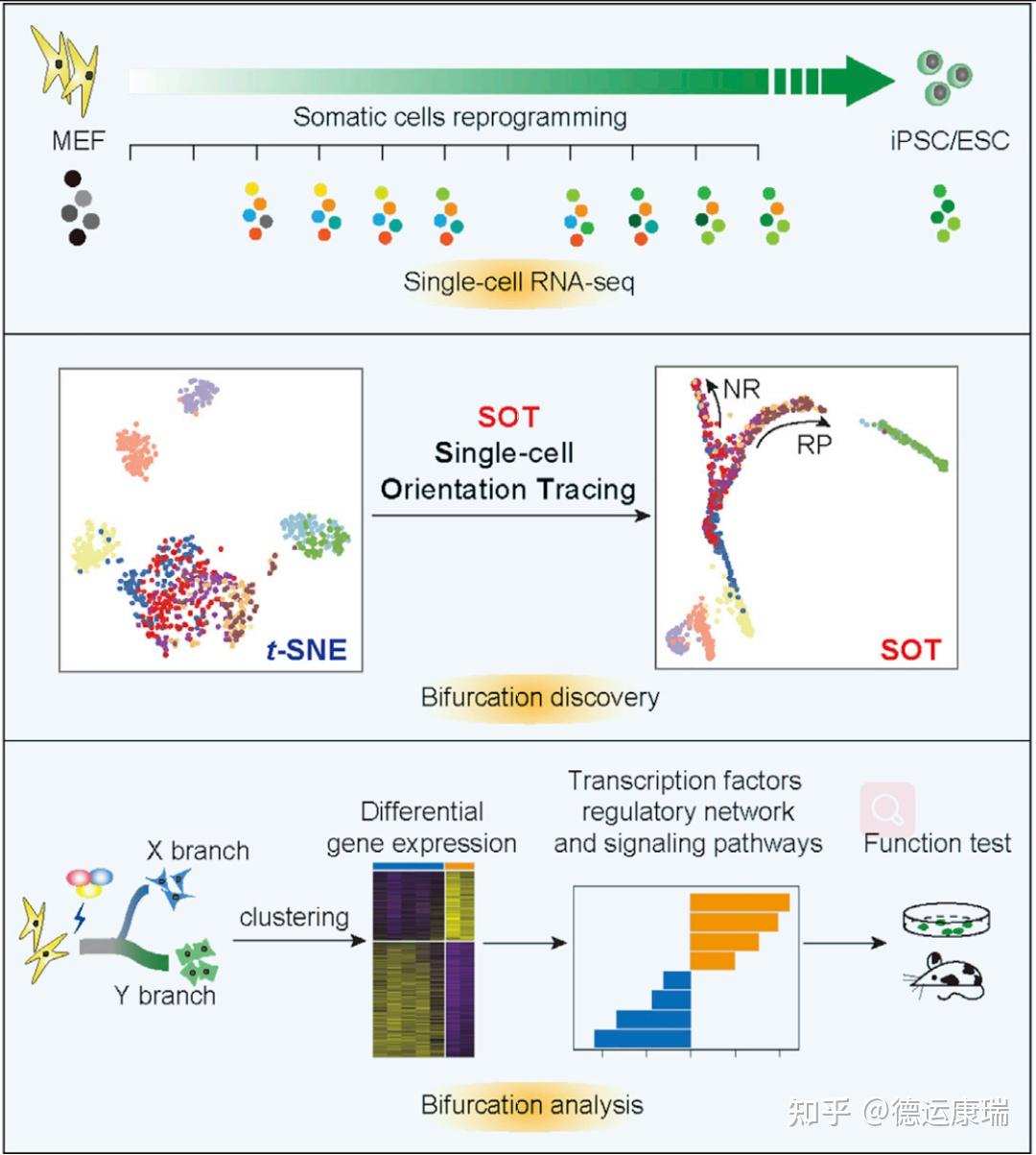 带你快速了解scRNA-seq应用于多功能干细胞研究进展 - 知乎