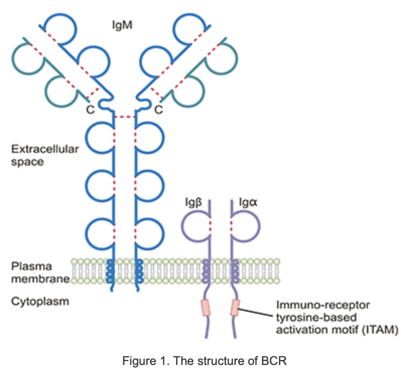 看透一个免疫细胞：B cell - 知乎