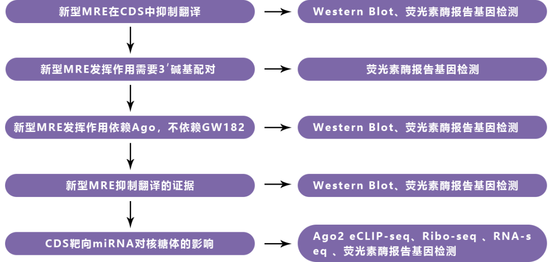 miRNA靶点位于mRNA CDS区的研究 - 知乎