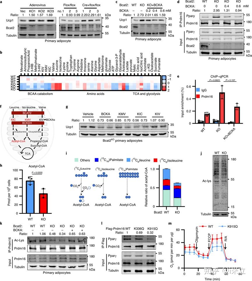 IF:19.865｜抵抗肥胖的新思路：BCAA-BCKA轴通过PRDM16的乙酰化调节WAT的褐变 - 知乎
