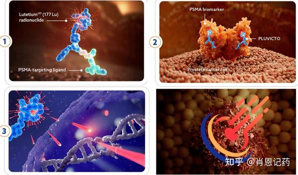 记住所有FDA生物药 | 靶向PSMA RDC（核药）| PLUVICTO® lutetium Lu 177 vipivotide ...