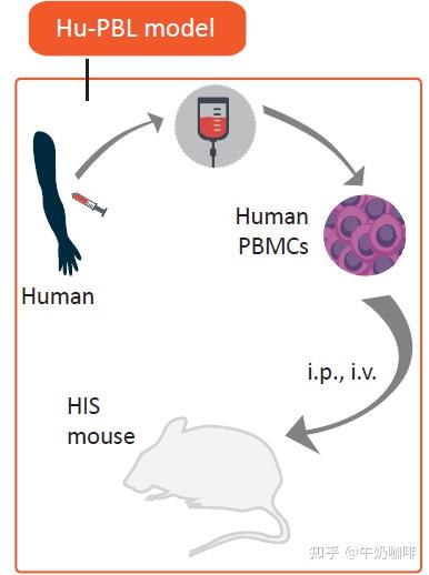 分享 | 一文带你搞清楚：「人源化动物模型」在肿瘤免疫治疗中的应用 - 知乎