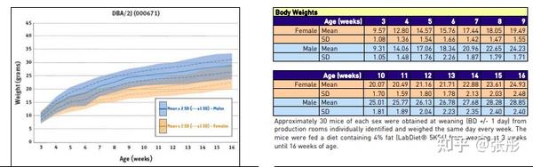 DBA小鼠以及其亚系介绍：DBA/1和DBA/2 - 知乎