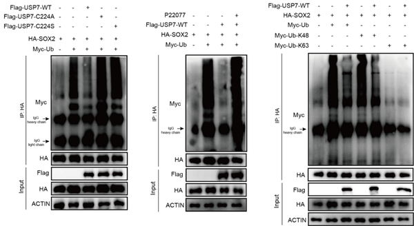 Science Advances ｜去泛素化酶USP7维持小鼠胚胎干细胞多能性的分子机制 - 知乎