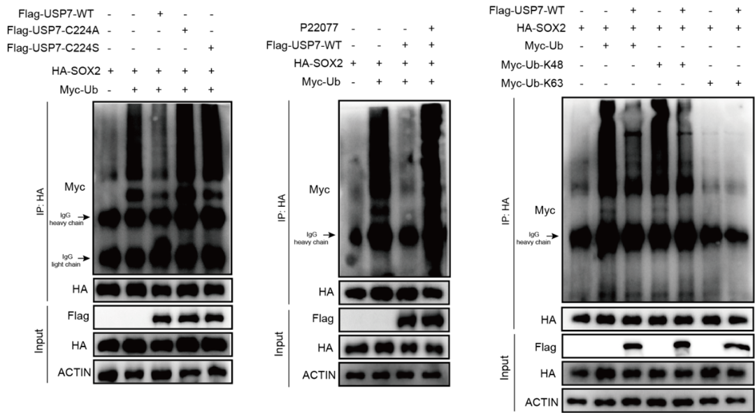 Science Advances ｜去泛素化酶USP7维持小鼠胚胎干细胞多能性的分子机制 - 知乎
