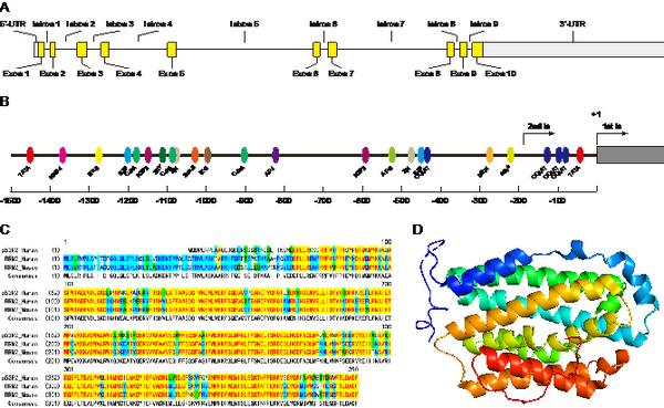 Genes Dis 综述︱淮北师范大学李奇璋/海军军医大学张磊/湖南科技学院沈玉平等评述RRM2在肿瘤发生发展中的作用及研究进展 - 知乎