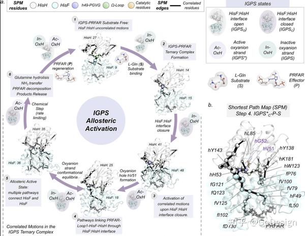 【别构】IGPS毫秒尺度别构调控的分子基础 - 知乎