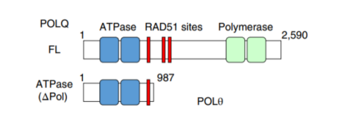 靶点筛选|POLQ|靶点验证服务|药物筛选服务|激酶谱筛选 - 知乎