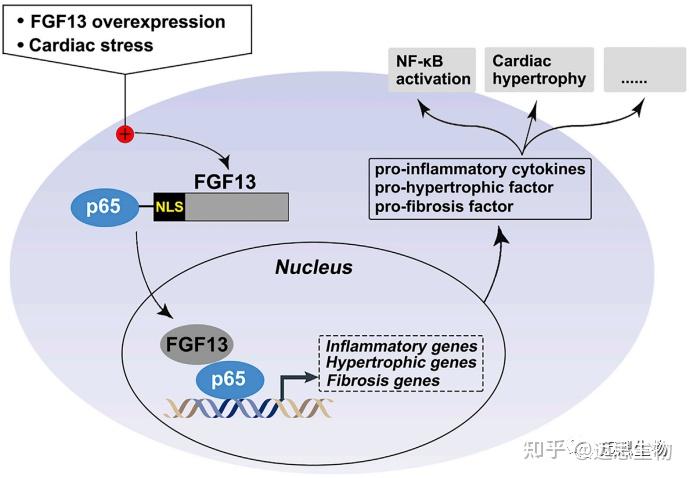 FGF13：欣欣向荣的调控分子 - 知乎