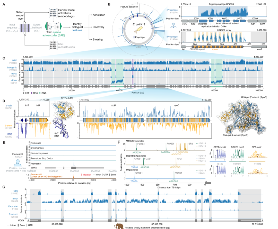 首个能读懂所有物种DNA的模型问世，Arc、斯坦福、英伟达等联合打造，可预测基因致病性、设计人工基因组 - 知乎