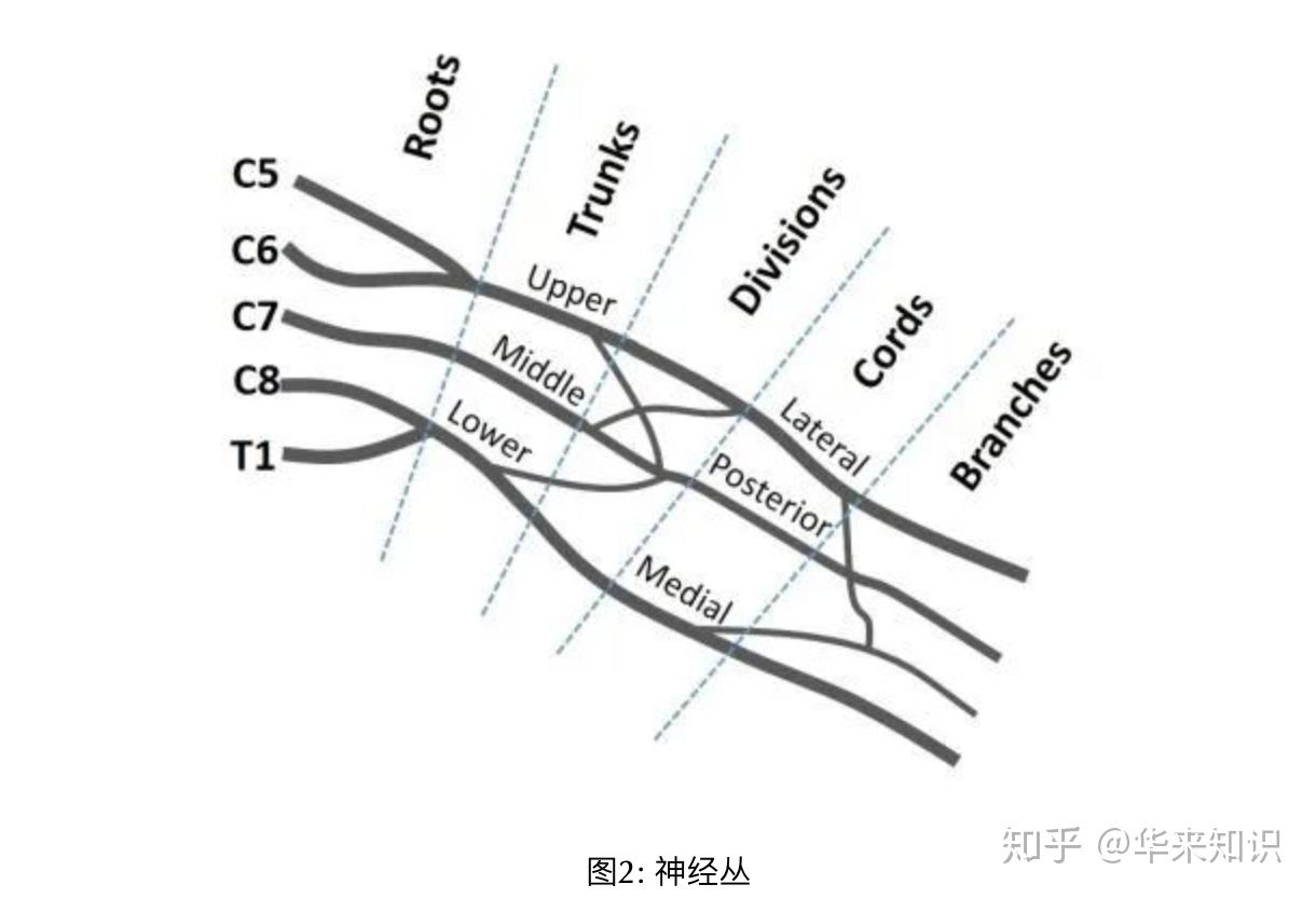 SpinalNet：使用逐步输入的深度神经网络 - 知乎