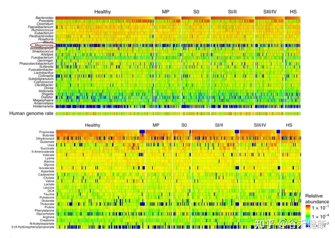 肠道核心菌属——巨单胞菌属（Megamonas），不同人群差异大 - 知乎