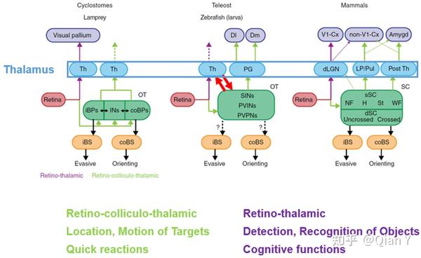 丘脑(Thalamus)之门 - 知乎