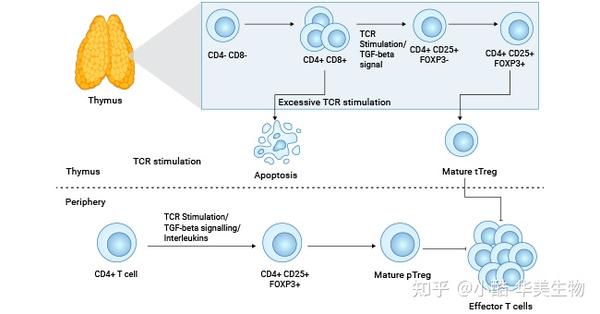 IL2RA(CD25)：CD4+CD25+Tregs亚群最特异性标志物，抑制效应T细胞，免疫领域热点分子！ - 知乎