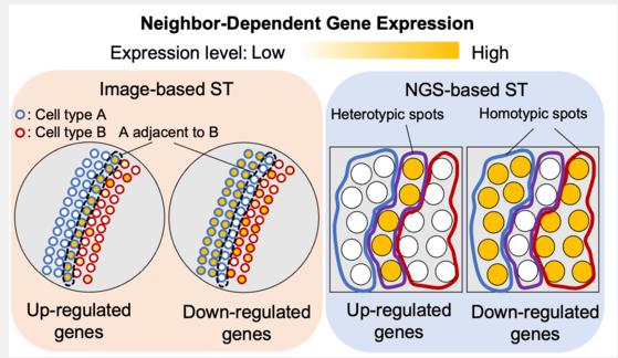 空间邻域分析导论（CellNeighborEX） - 知乎