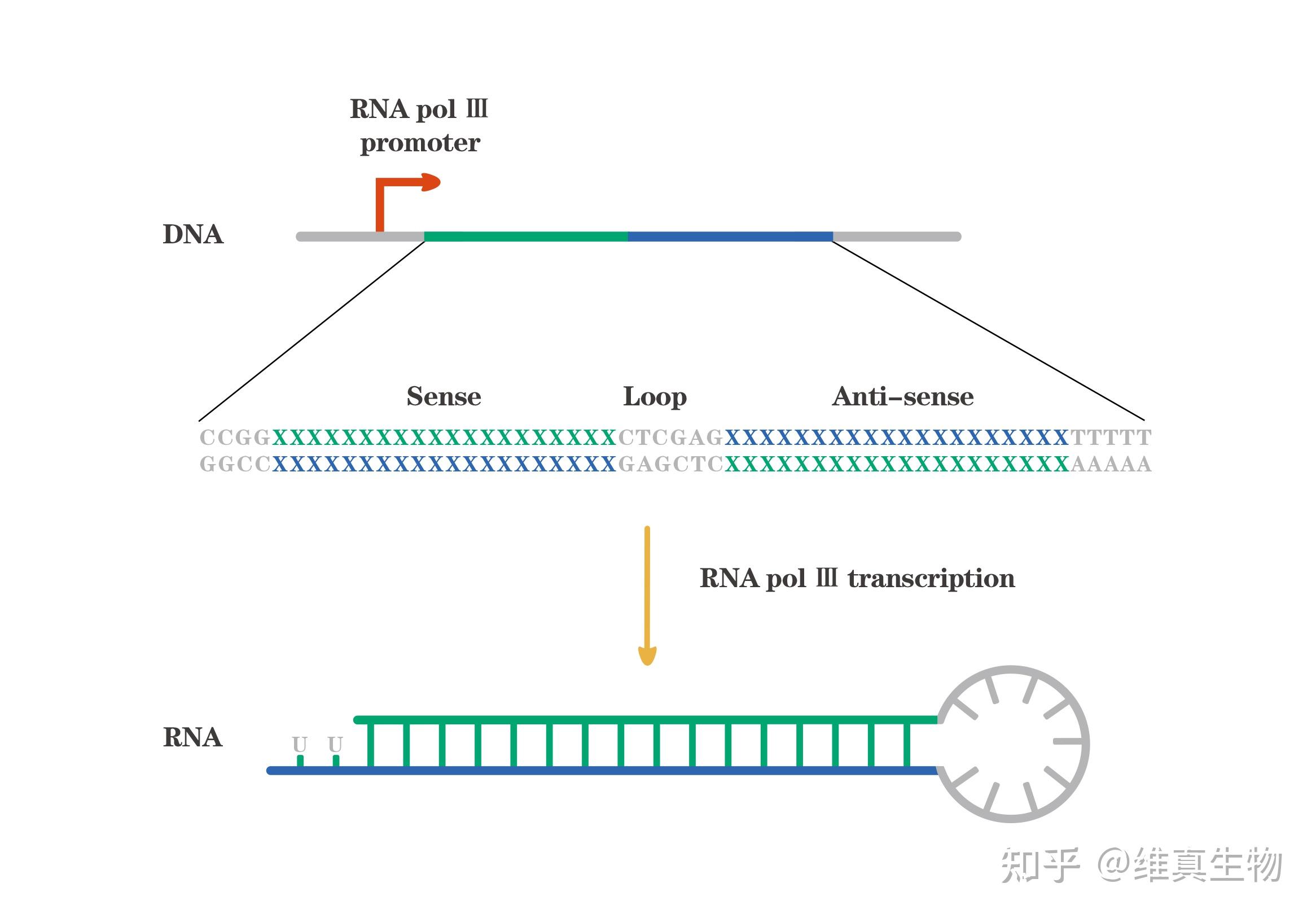 【RNA干扰_shRNA克隆服务】如何利用shRNA敲低基因表达？ - 知乎