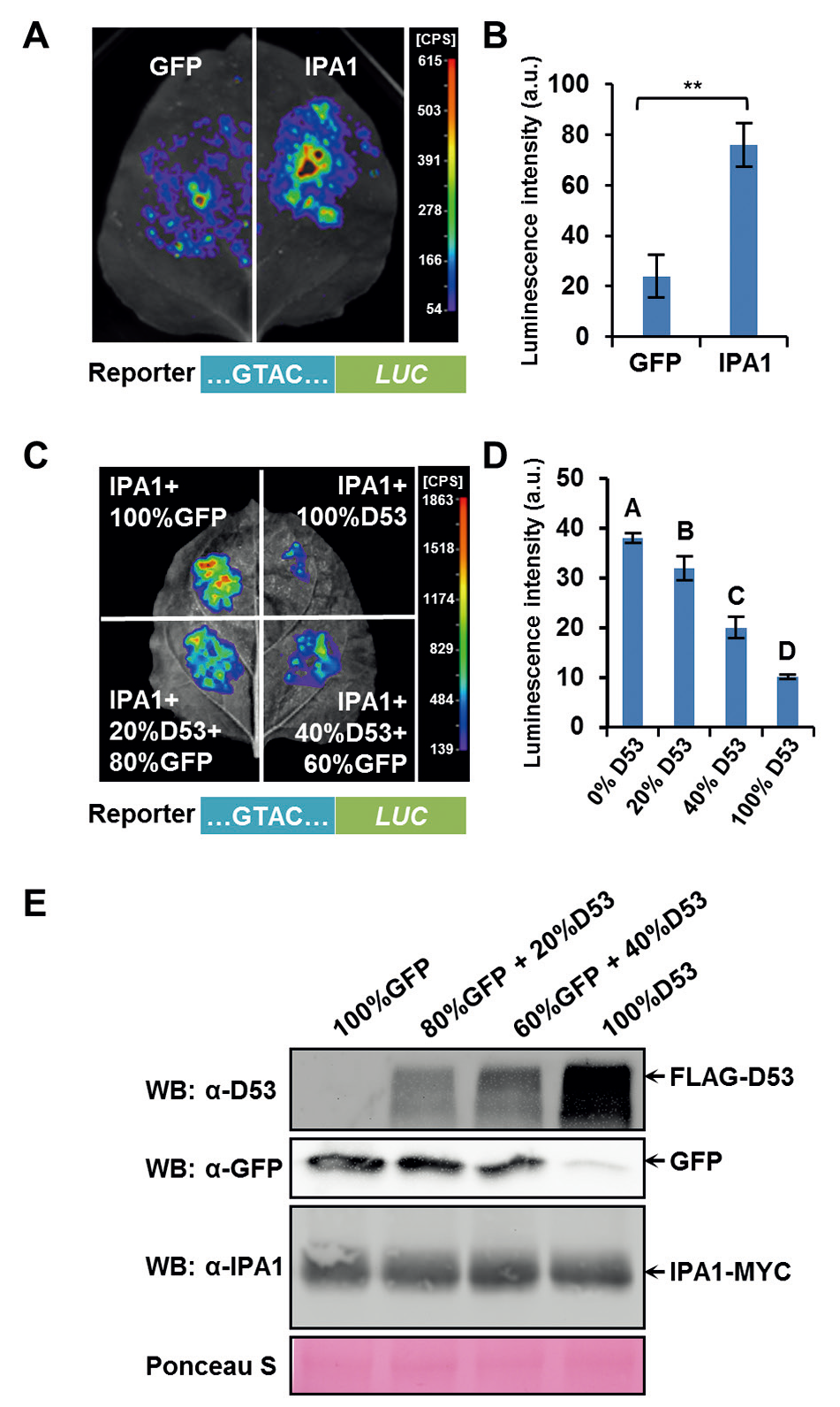 转录因子IPA1，次次都能发顶刊是怎么做到的？ - 知乎