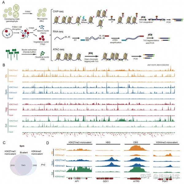 Nature Genetics | 南科大生科院吴柘、陈曦团队合作报道高等植物雄性生殖细胞中表观遗传重编程的特征和机制 - 知乎