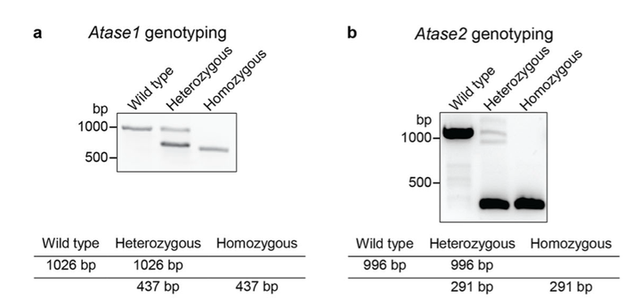 乙酰转移酶Atase1和Atase2调节自噬以及乙酰辅酶A代谢 - 知乎