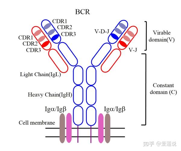 TCR和BCR是什么？对于疾病研究有何意义？ - 知乎