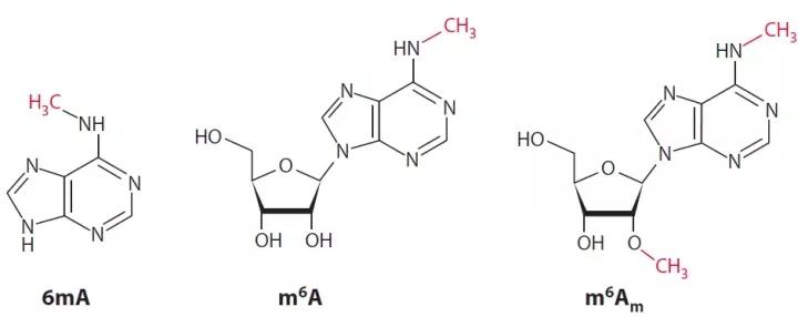 RNA甲基化修饰（2）——如何检测m6A |m6A 专题 - 知乎