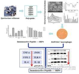 不同分子量sporisorium reilianum多肽对LPS诱导的RAW264.7巨噬细胞的免疫调节作用 - 知乎