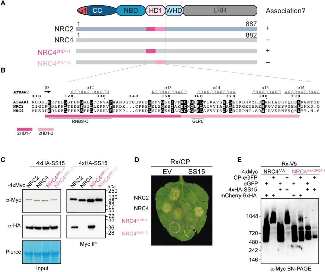 Science Advances | 研究通过辅助型NLR的生物工程化“复活”植物抗病蛋白！ - 知乎