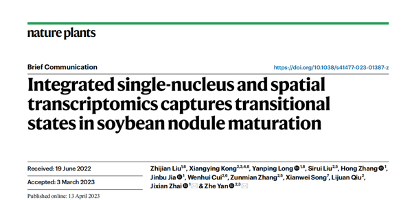Nat Plants | 单细胞核与空间转录组学联合揭示大豆根瘤成熟过程中的动态特征 - 知乎