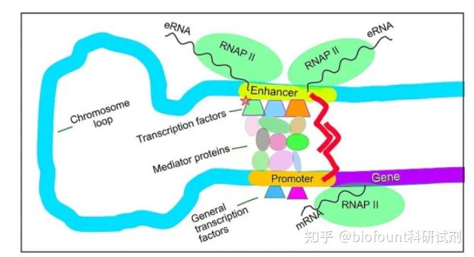 基因启动子中的SNP如何改变基因表达水平 - 知乎