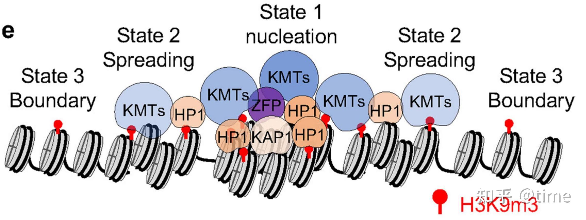 文献分享 | Nature Cell Biology：在多能细胞中，不同的H3K9me3异染色质维持动力学控制着不同的基因程序和重复 - 知乎