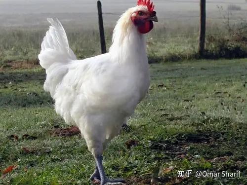 “鸡中贵族”布雷斯鸡 The Nobility of Chicken ~ Poulet de Bresse （之十） - 知乎