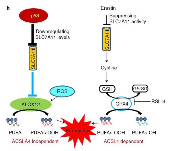 Nature子刊：p53研究风云再起，顾伟团队发现p53诱导细胞铁死亡的必需基因和分子机制 - 知乎