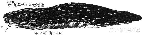 【神秘动物学】野槌蛇（Tsuchinoko） - 知乎