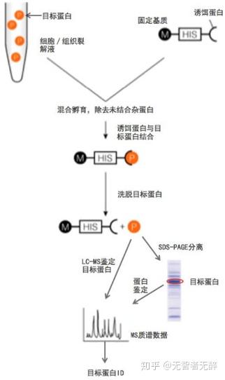 GST-Pull down实验操作步骤 - 知乎