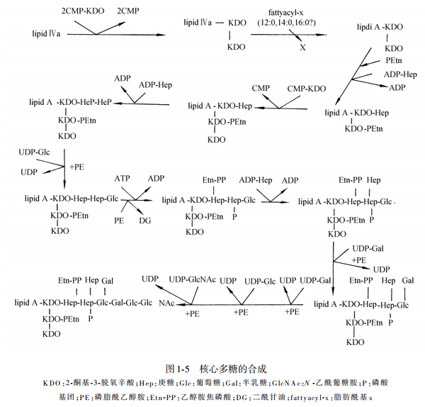 脂多糖中核心多糖合成途径的简述 - 知乎