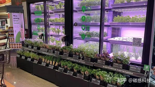 Infarm 的成功之路与中国垂直农业的发展方向 - 知乎