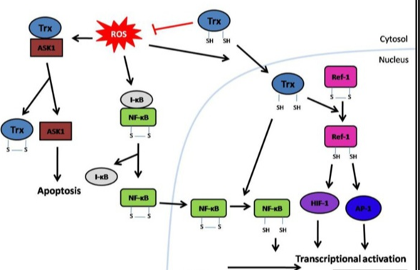 罗丹明B标记硫氧还蛋白 Rhodamine B-Thioredoxin;RB-Trx - 知乎