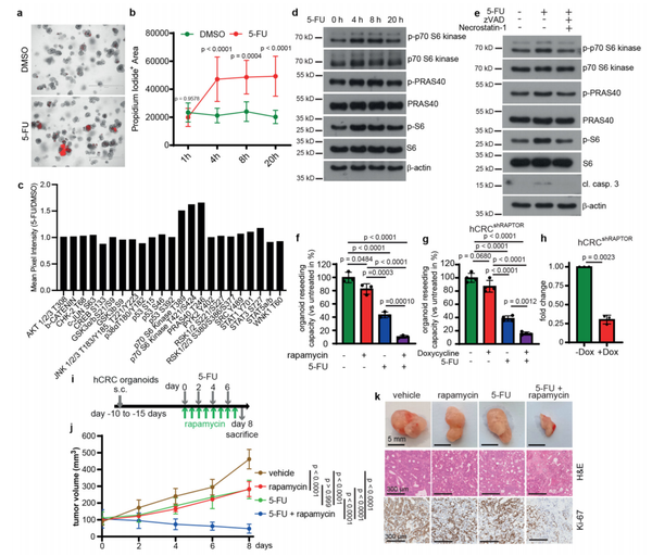 IF=64.8丨Nature：揭示结直肠癌细胞化疗耐药新机制 - 知乎