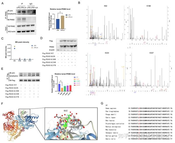 Int J Biol Sci丨中科院1区丨PKM2 的乳酸化抑制促炎性巨噬细胞的炎症代谢适应 - 知乎
