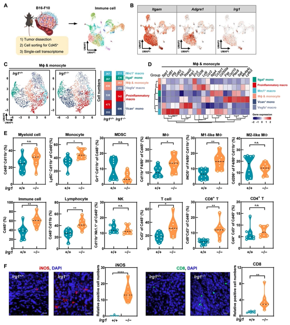 Science Advances丨靶向 IRG1 可逆转肿瘤相关巨噬细胞的免疫抑制功能并增强癌症免疫治疗 - 知乎