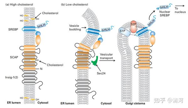 SREBP---控制胆固醇稳态的关键分子 - 知乎