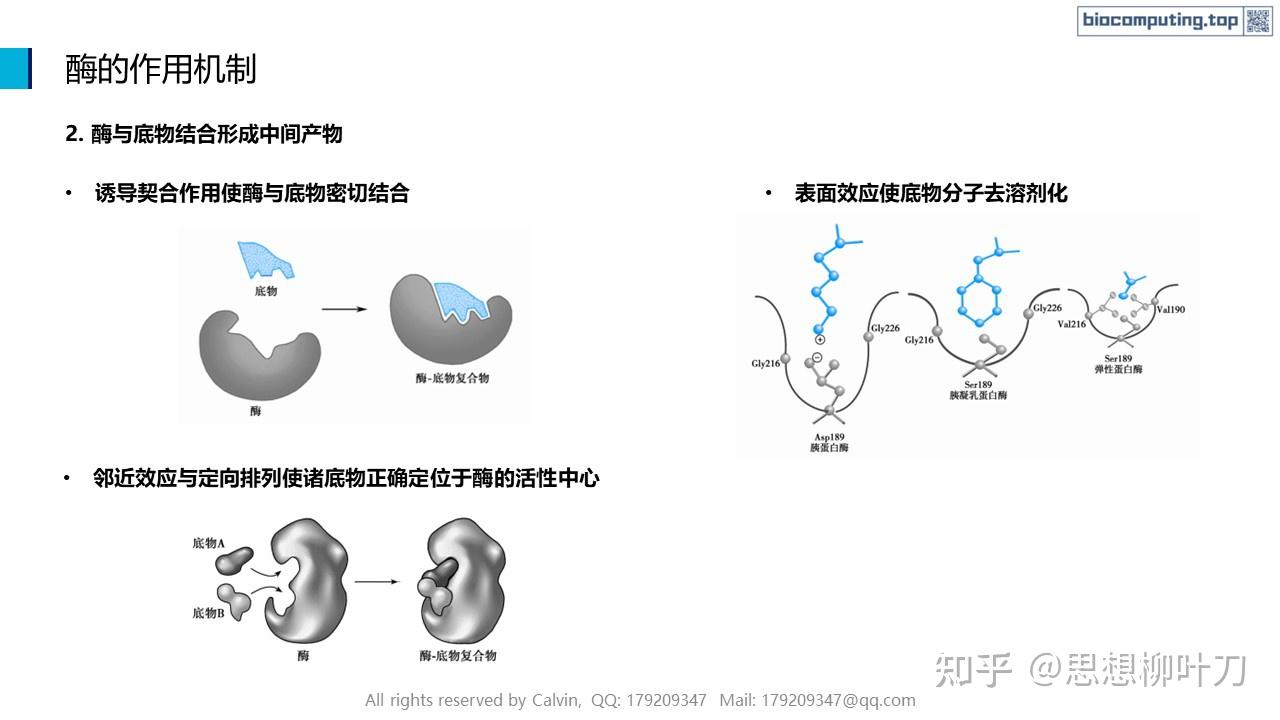 Ai 生物计算基础 5 酶的结构与功能 知乎
