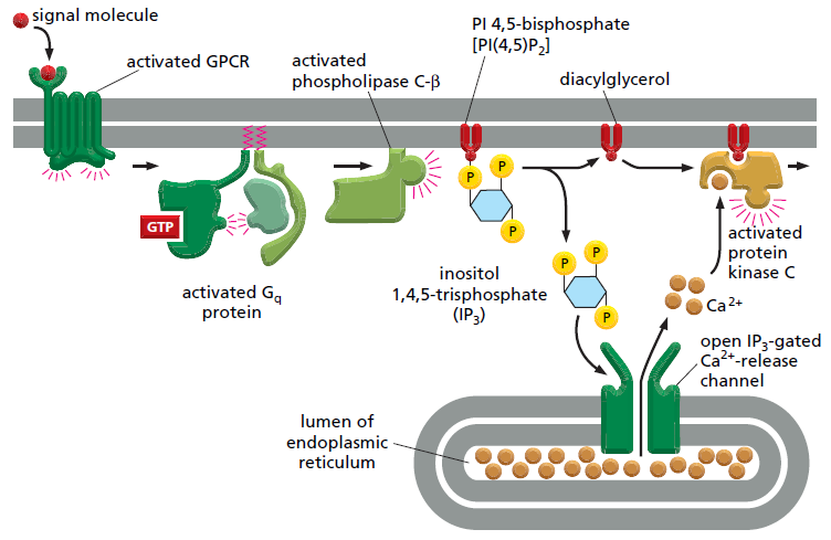 比较G蛋白耦联受体介导的几种信号通路之间的异同？ - 知乎