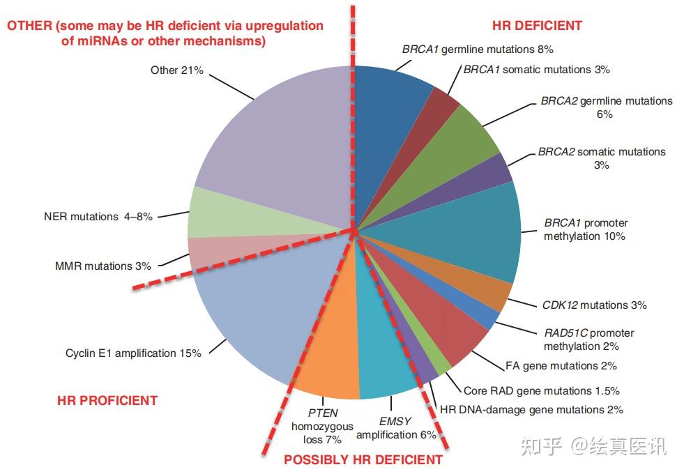 【绘真科普】同源重组修复缺陷（HRD）检测 - 知乎