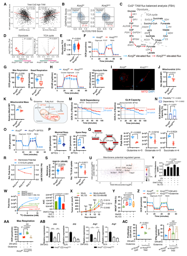 Cell Met ｜ 浙江大学团队发现Kir2.1促进肿瘤相关巨噬细胞的形成机理 - 知乎
