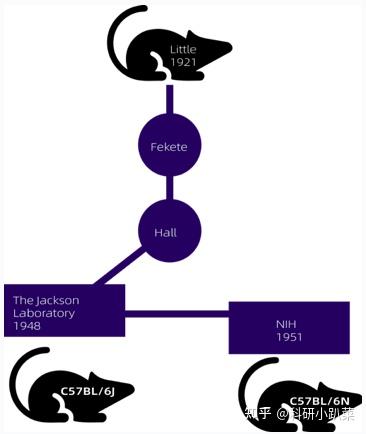 C57BL/6N还是C57BL/6J? - 知乎