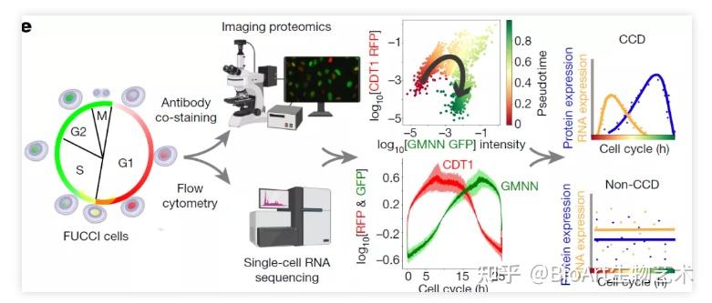 Nature | 单细胞水平鉴定细胞周期相关蛋白表达异质性 - 知乎