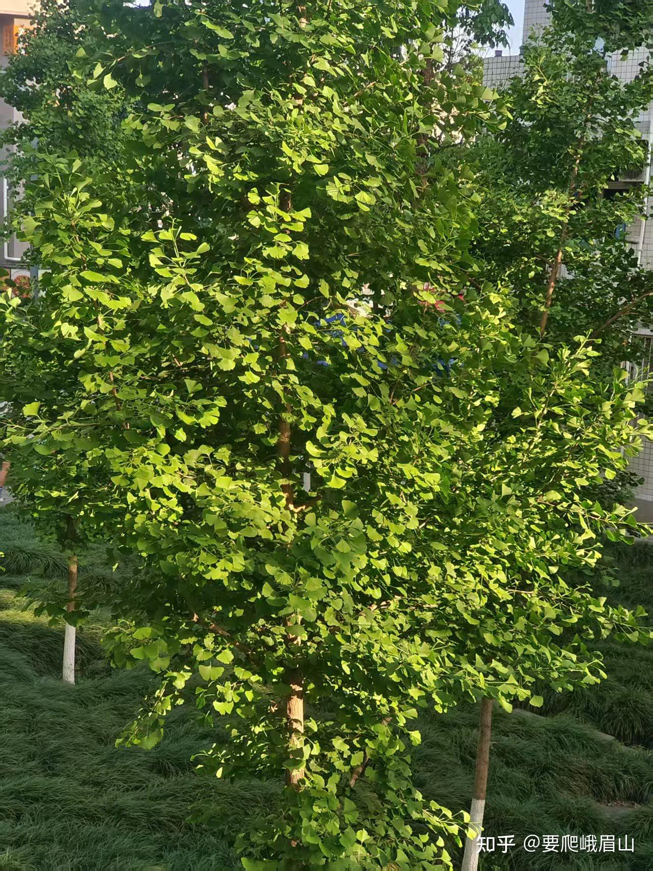 Qt（python的PySide）学习 - 知乎