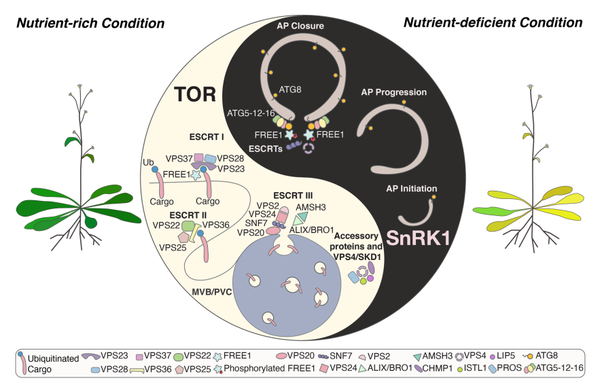 Nature Commun | 香港中文大学姜里文团队首次发现植物营养信号调控细胞器“缝合” - 知乎